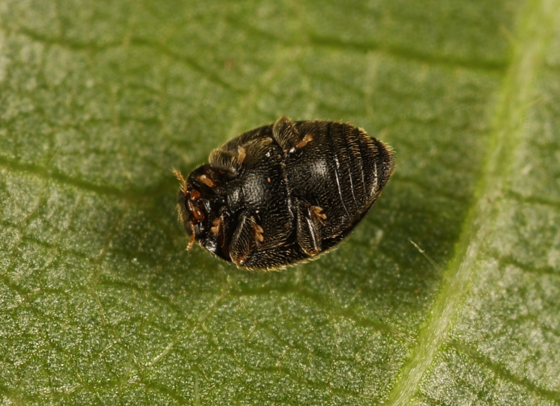 Stethorus pusillus (Herbst, 1797)