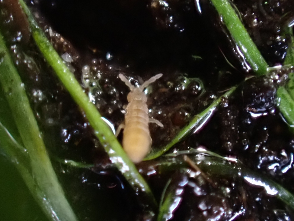 Isotomurus from Station House, Station Approach, Oxshott, Leatherhead ...
