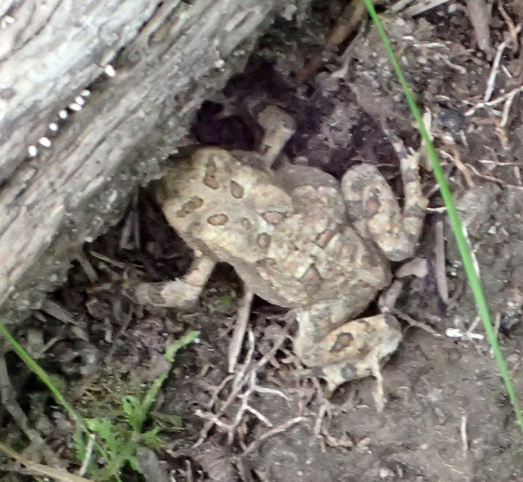 American Toad from Petersburg, NY 12138, USA on September 11, 2022 at ...