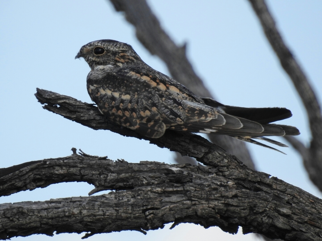 Lesser Nighthawk from Unnamed Road, Coahuila de Zaragoza, México on ...