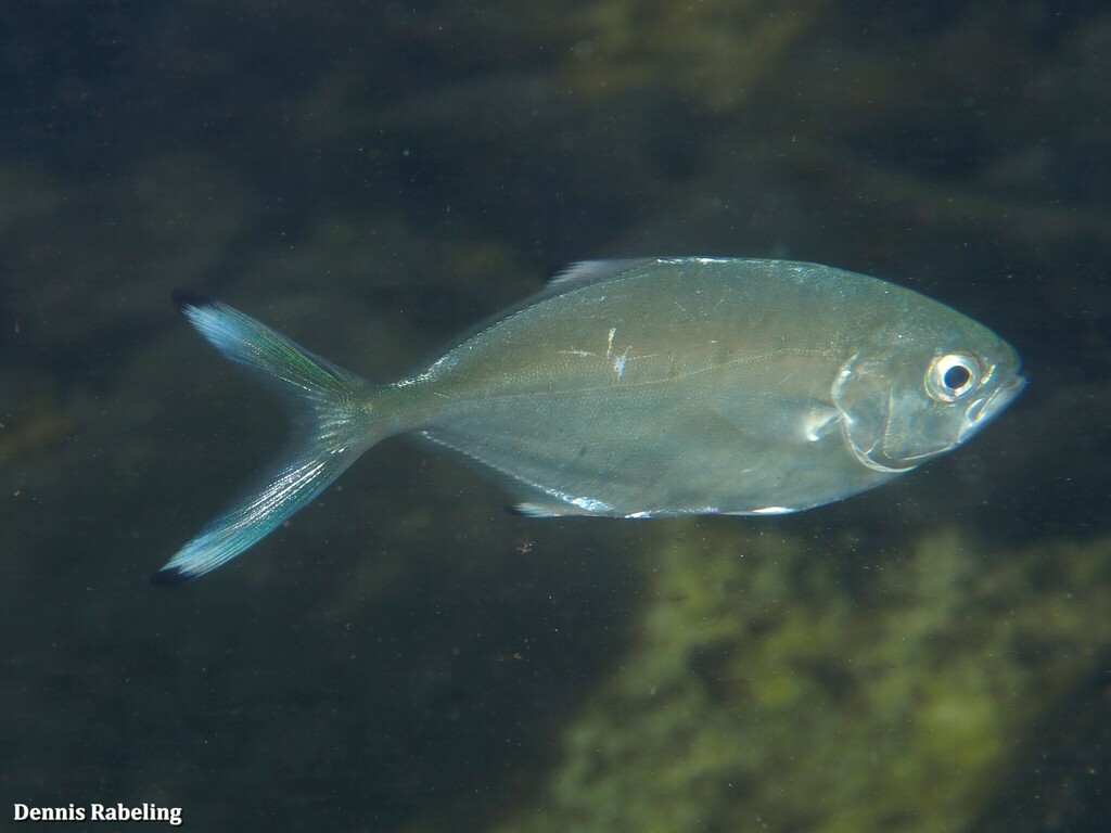 Pompano (Trachinotus ovatus) - Marine Life Identification