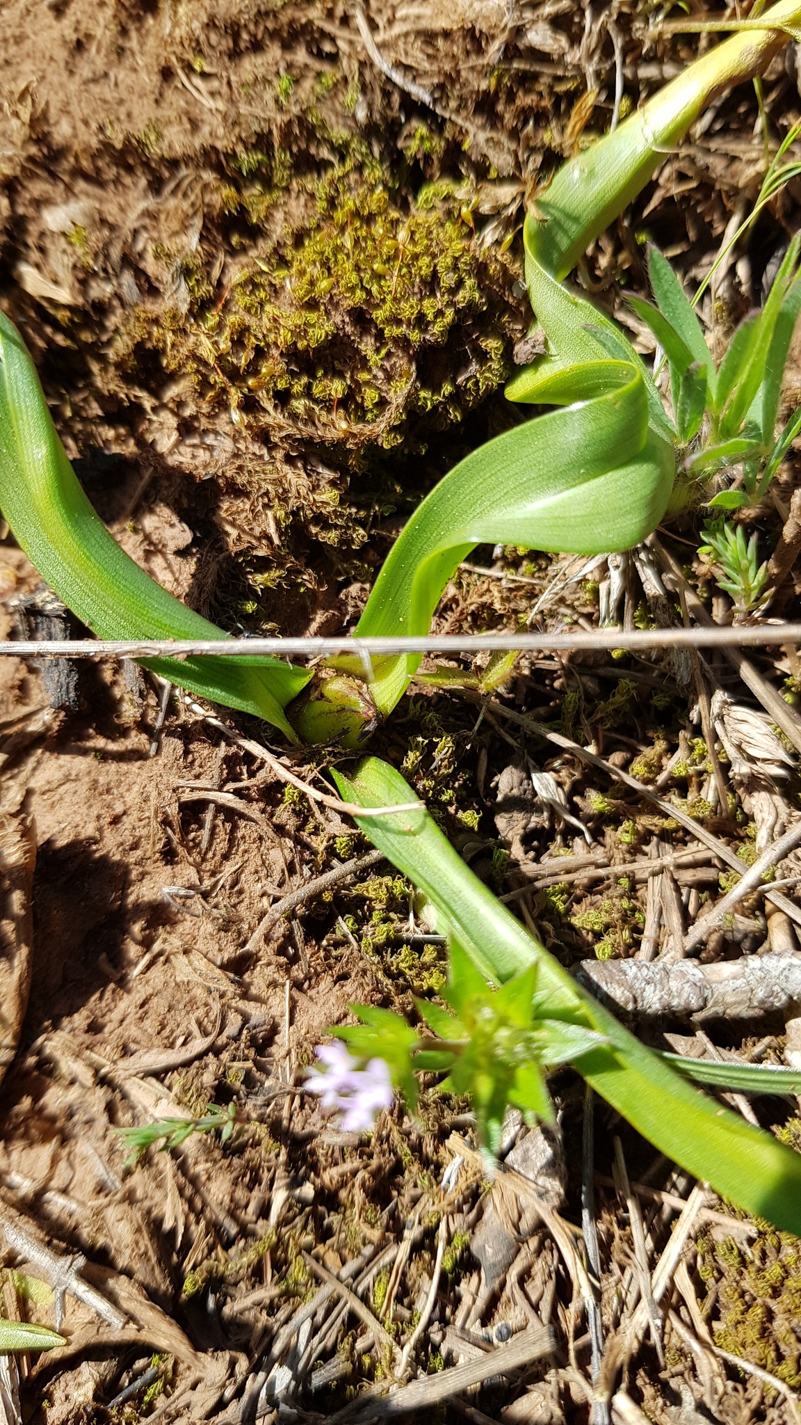 Colchicum longifolium Castagne