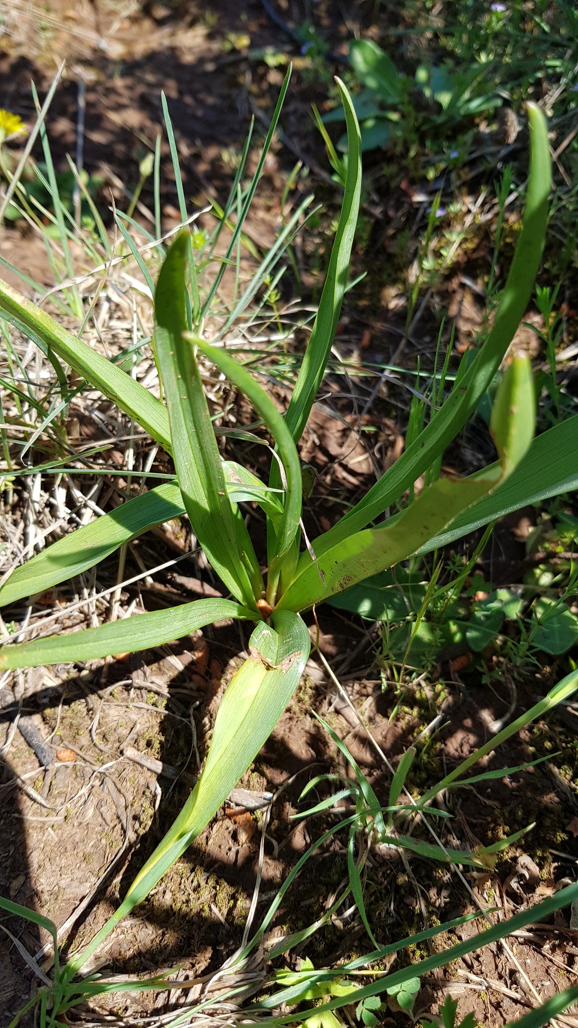 Colchicum longifolium Castagne