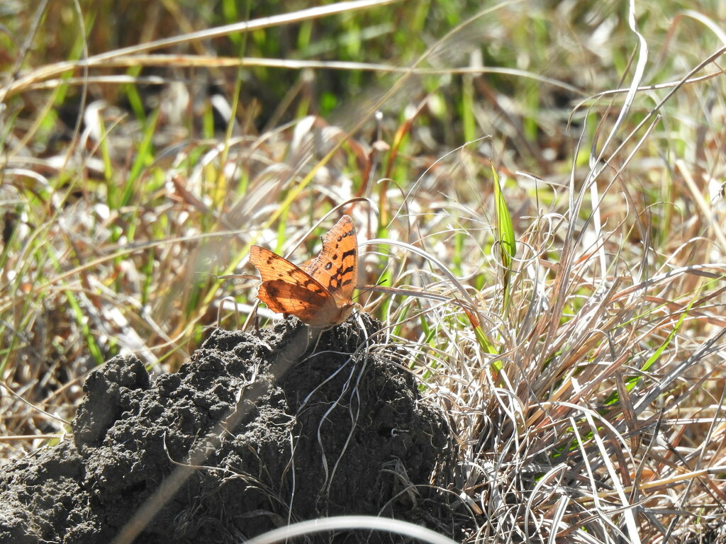 Catacroptera cloanthe cloanthe from Stormberg District, South Africa on ...