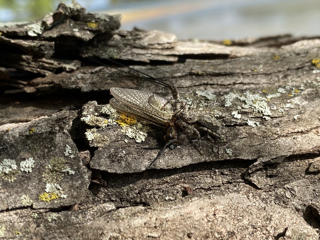 Mayflies from Isle du Bois State Park Rd, Valley View, TX, US on ...