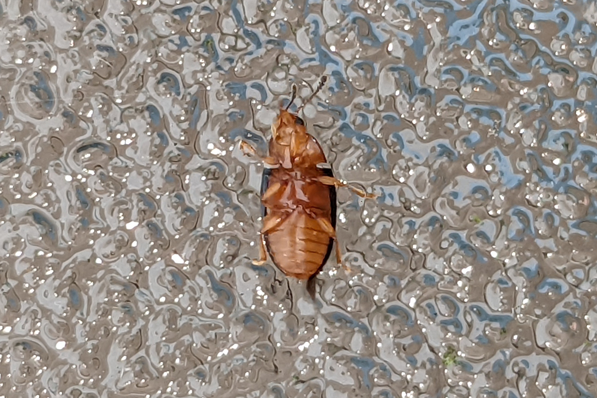 Triplax thoracica Say, 1825