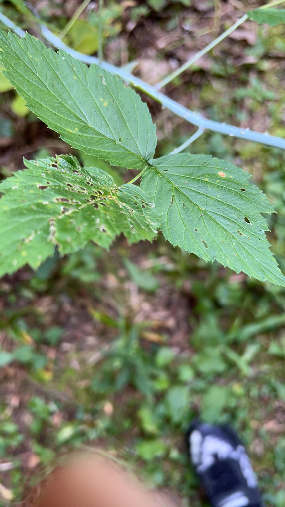 black raspberry from Plattsburgh on September 11, 2022 at 02:47 PM by ...