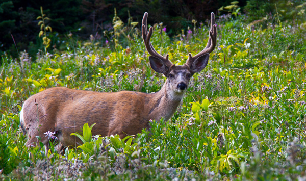 Mule Deer from Thompson-Nicola, BC, Canada on August 20, 2013 at 11:35 ...
