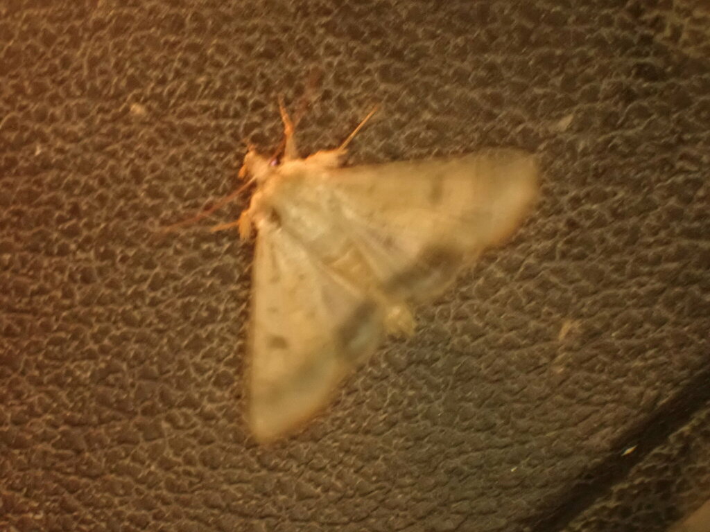 Cotton Bollworm Moth from Cogealac 907070, Romania on August 26, 2022 ...