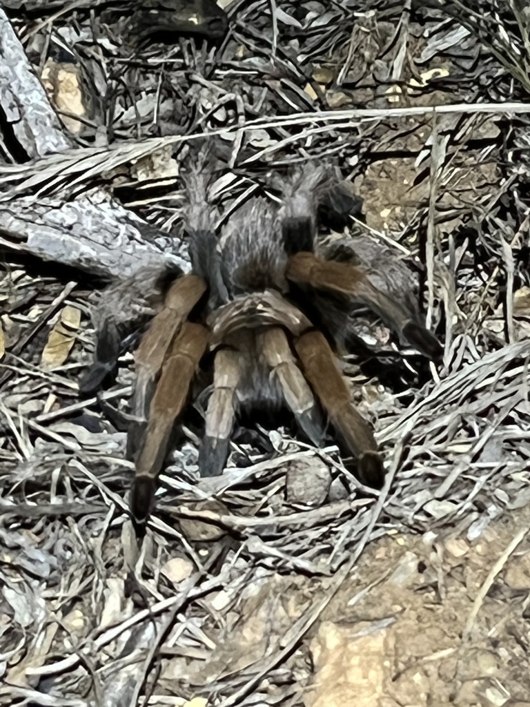 Desert Blonde Tarantula from Tonto National Forest, Scottsdale, AZ, US ...