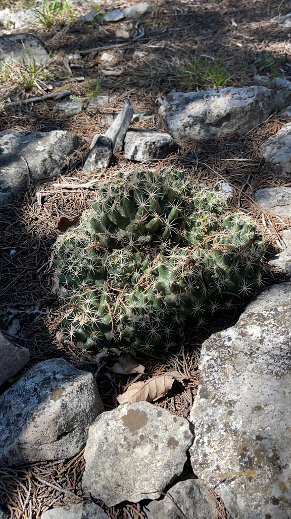 Grooved nipple cactus from Leander on September 6, 2022 at 03:34 PM by ...