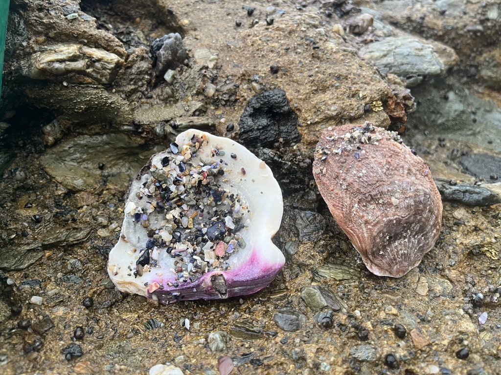 Giant Rock Scallop from Emerald Terrace, Laguna Beach, CA, US on ...