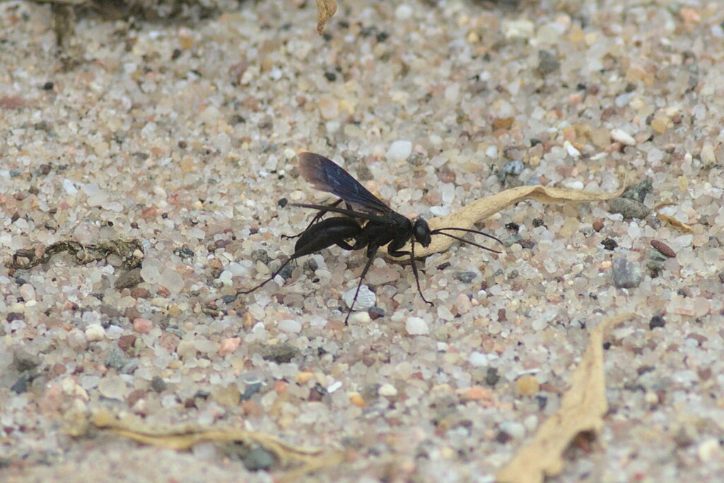Ants, Bees, and Stinging Wasps from Sandy Point, West Haven, CT on ...