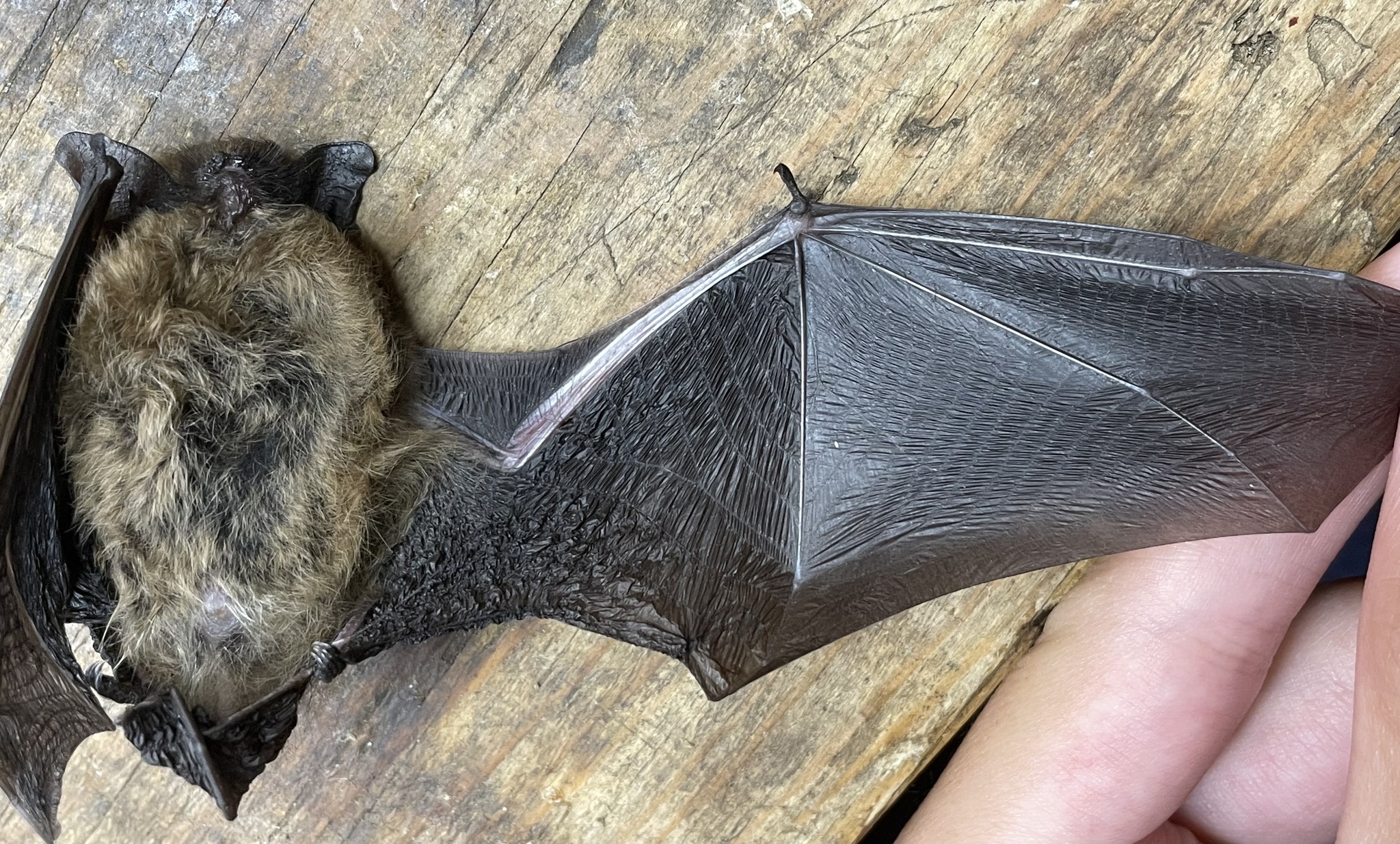 Myotis californicus (Audubon & Bachman, 1842)