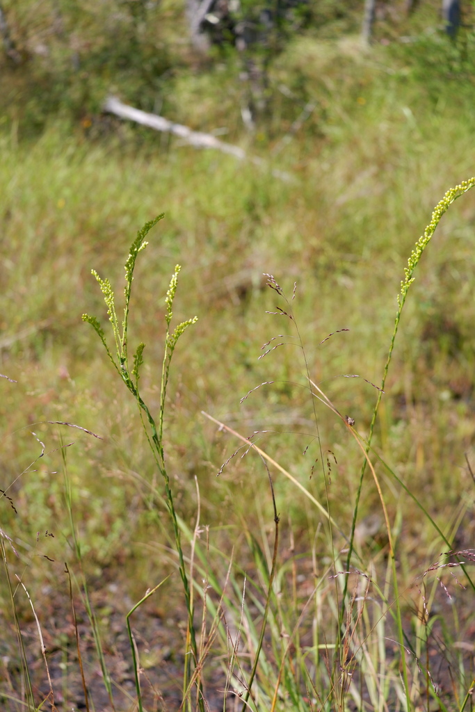 Pine Barren Bog Goldenrod in September 2022 by Bonnie Semmling. need to ...