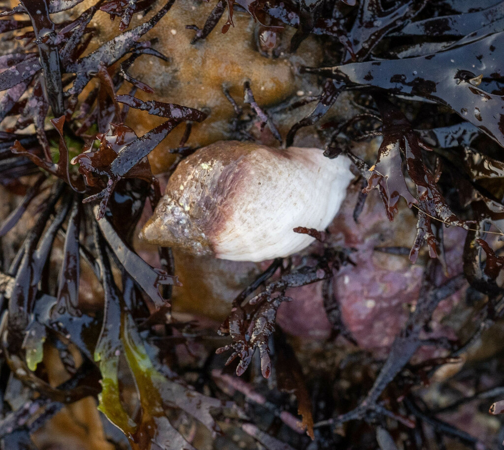 Atlantic Dogwhelk from Harbourville, NS B0P 1E0, Canada on September 11 ...