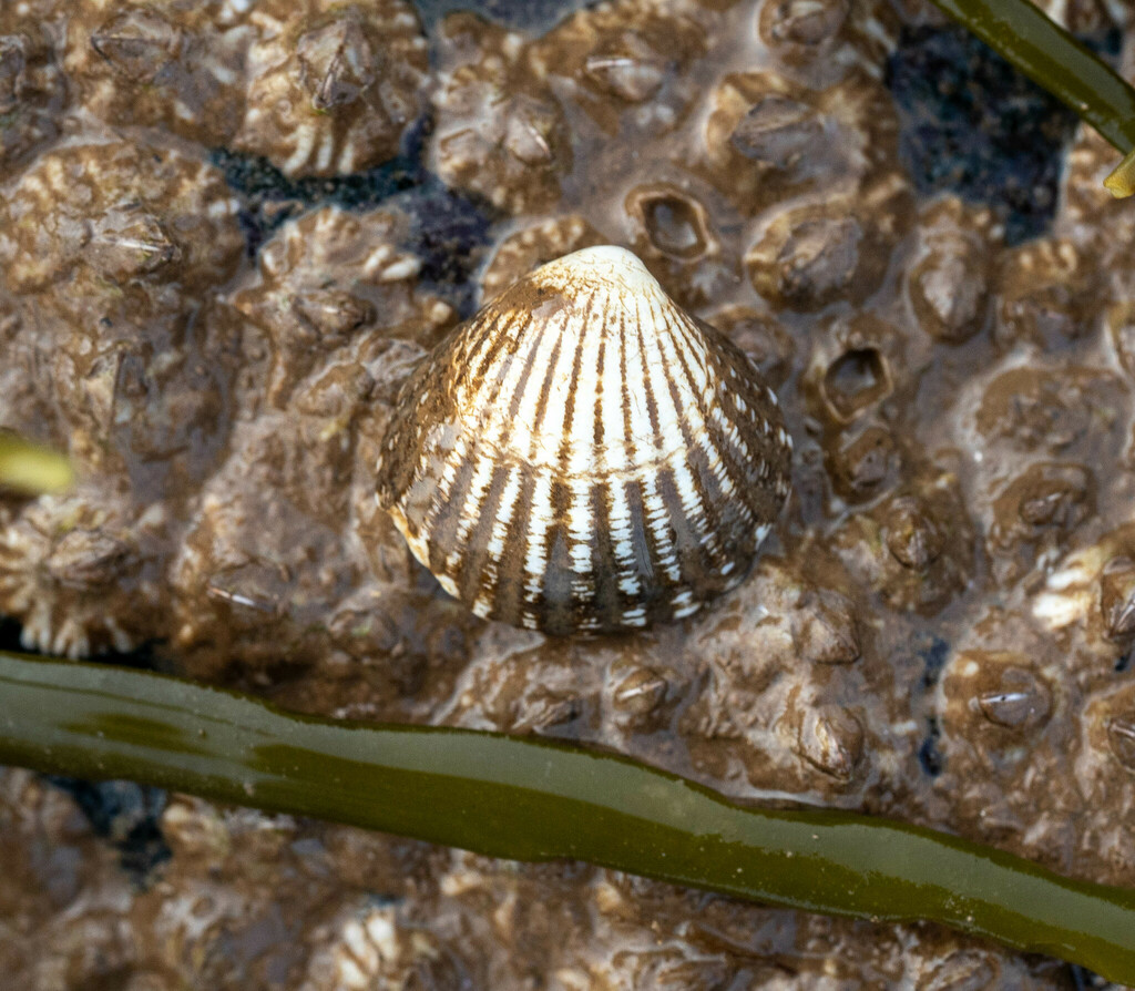 Northern Cardita from Harbourville, NS B0P 1E0, Canada on September 11 ...