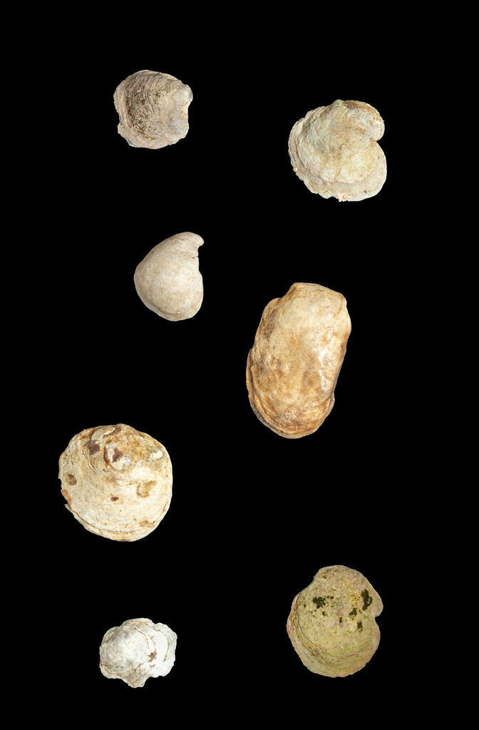 Prickly Jingle from Harbourville, NS B0P 1E0, Canada on September 11 ...