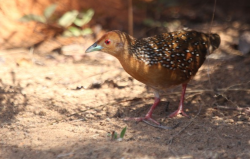 Ocellated Crake (Micropygia schomburgkii) · iNaturalist