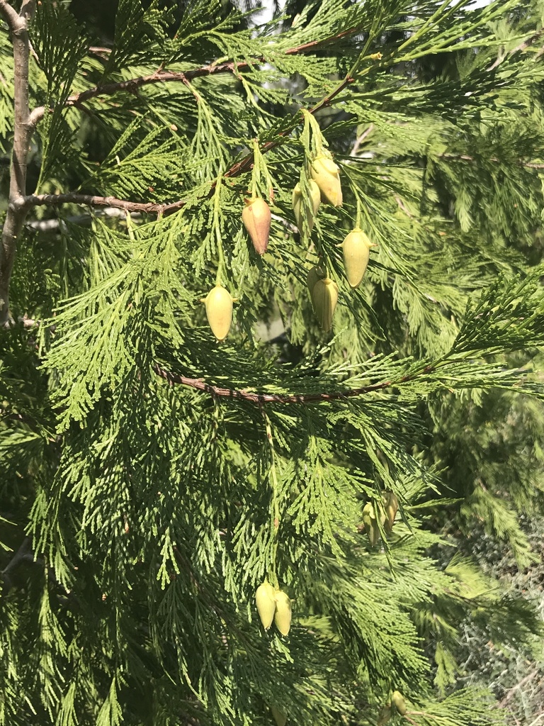 California incense-cedar from Lake Tahoe Nevada State Park, Glenbrook ...
