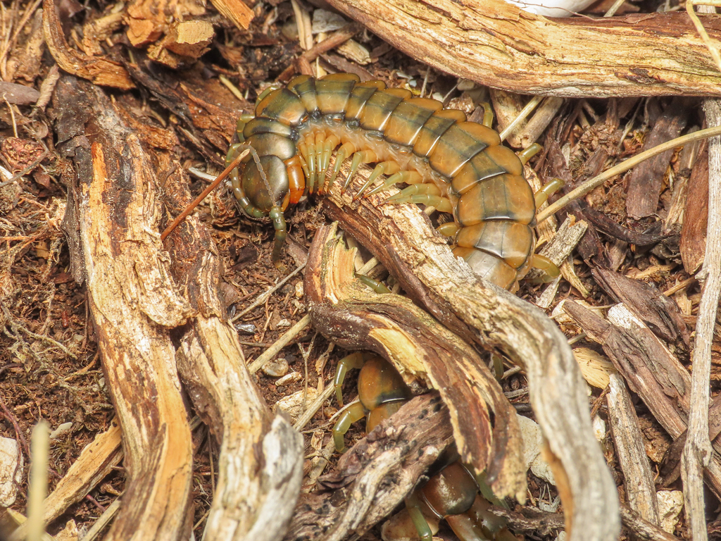 Mediterranean Banded Centipede from Province of L'Aquila, Italy on ...
