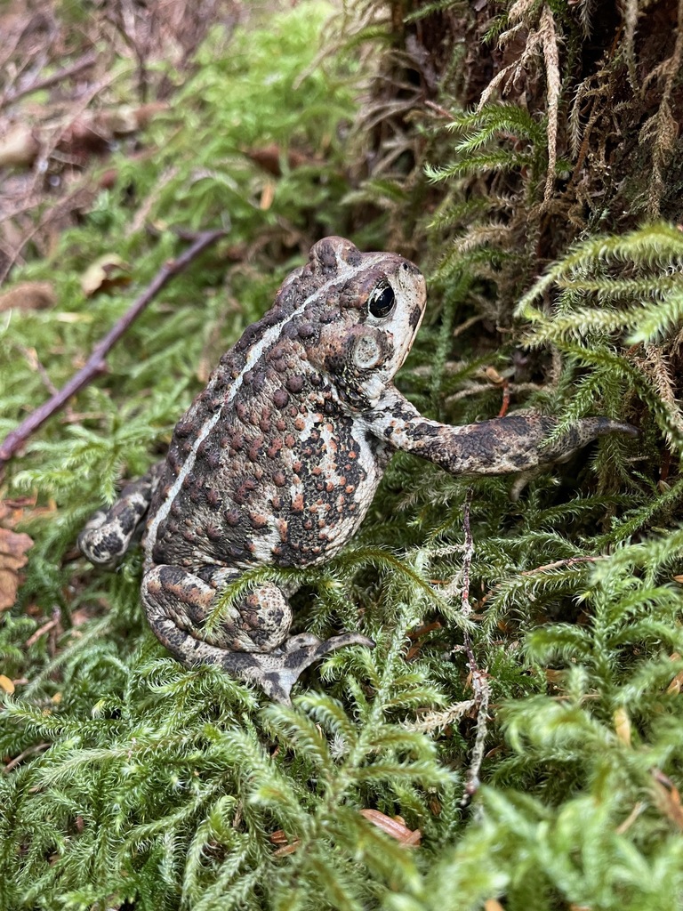 Western Toad from Naikoon, Skeena-Queen Charlotte, British Columbia ...