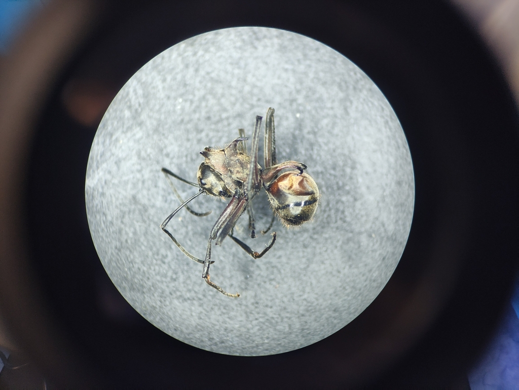 Polyrhachis bihamata from Tinuy-an Falls Protected Landscape on September 8, 2022 at 03:30 PM by ...