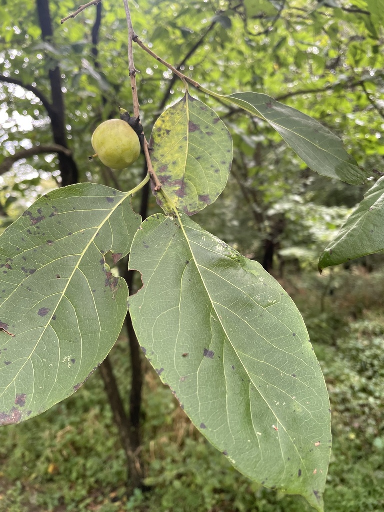 American persimmon from Potomac Overlook Regional Park, Arlington, VA ...