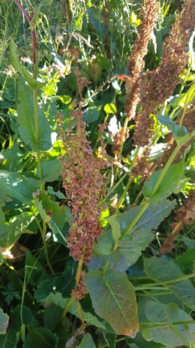 Rumex alpestris · iNaturalist