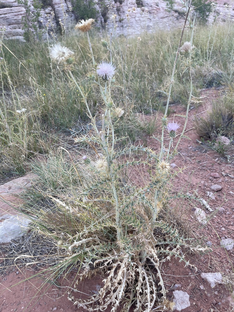 Mojave thistle from Red Rock Canyon National Conservation Area, Clark County, US-NV, US on ...