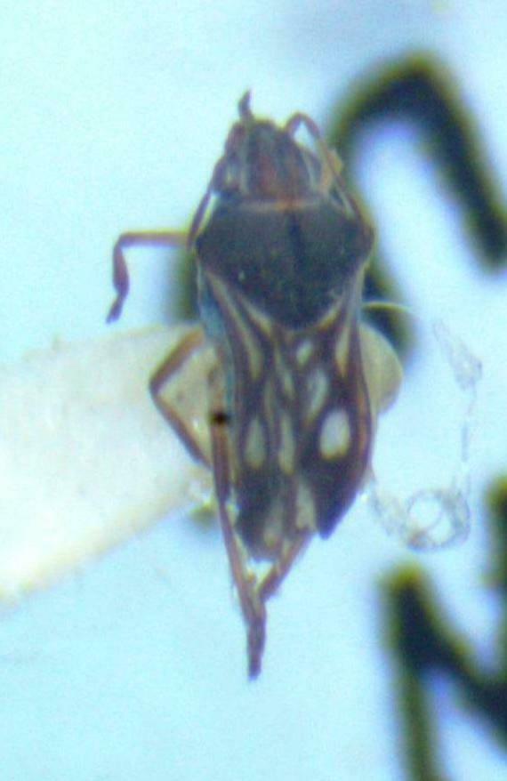 Microvelia from Chacocente, Nicaragua on September 12, 1992 by jmmaes ...