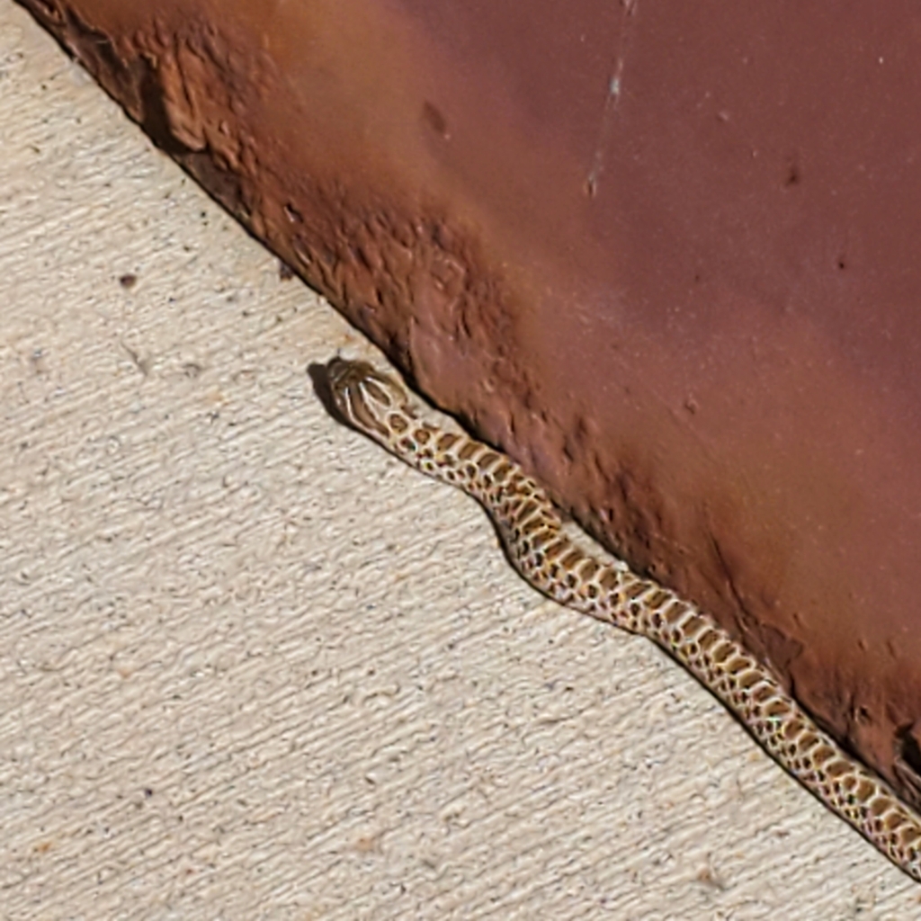 Plains Hognose Snake from Slater, WY 82201, USA on September 11, 2022 ...