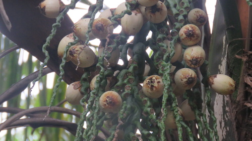 Syagrus macrocarpa · iNaturalist