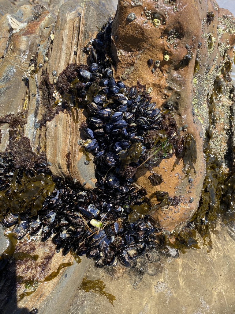 California Mussel from North Pacific Ocean, Newport Beach, CA, US on ...