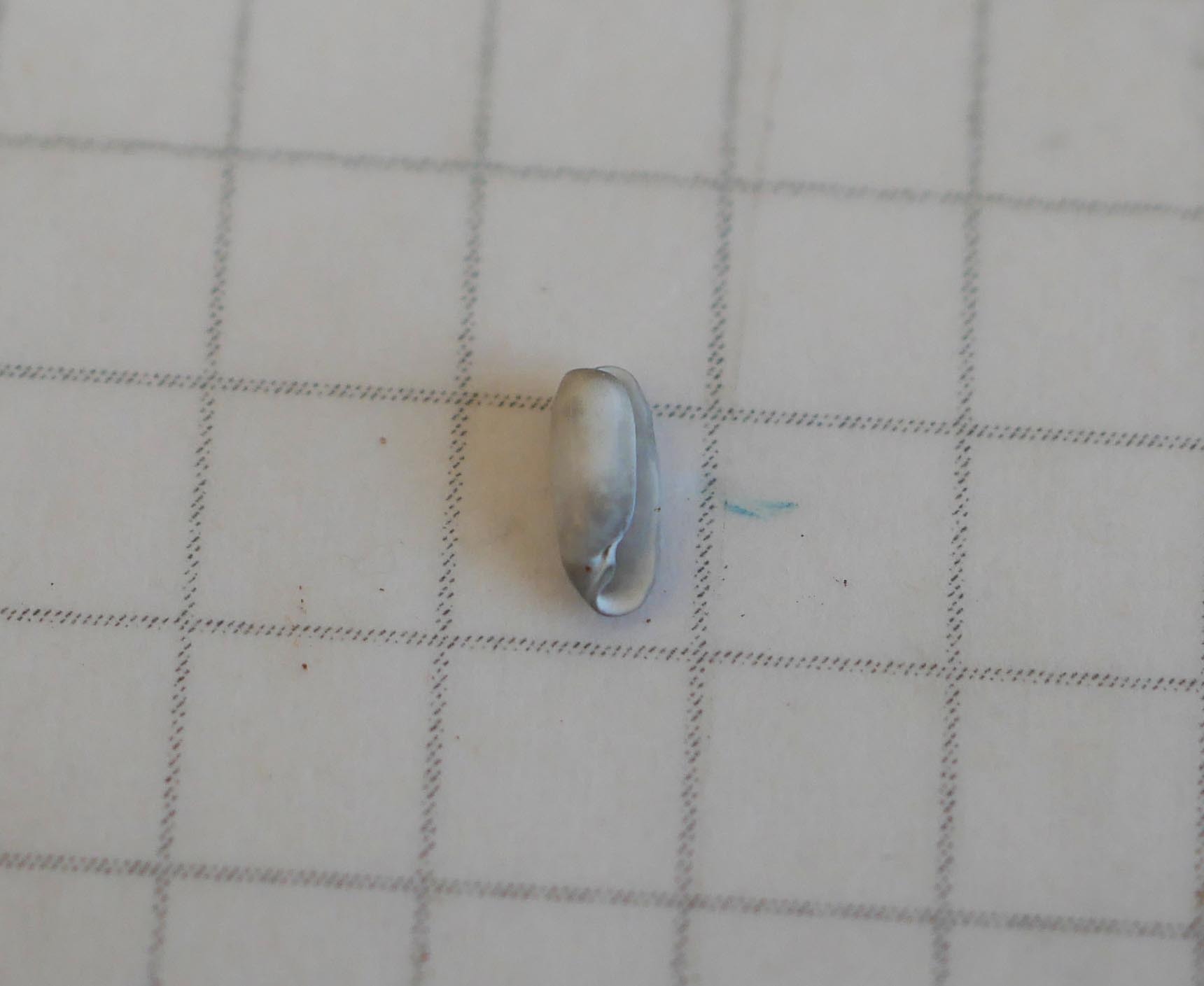 Cylichna thetidis Hedley, 1903