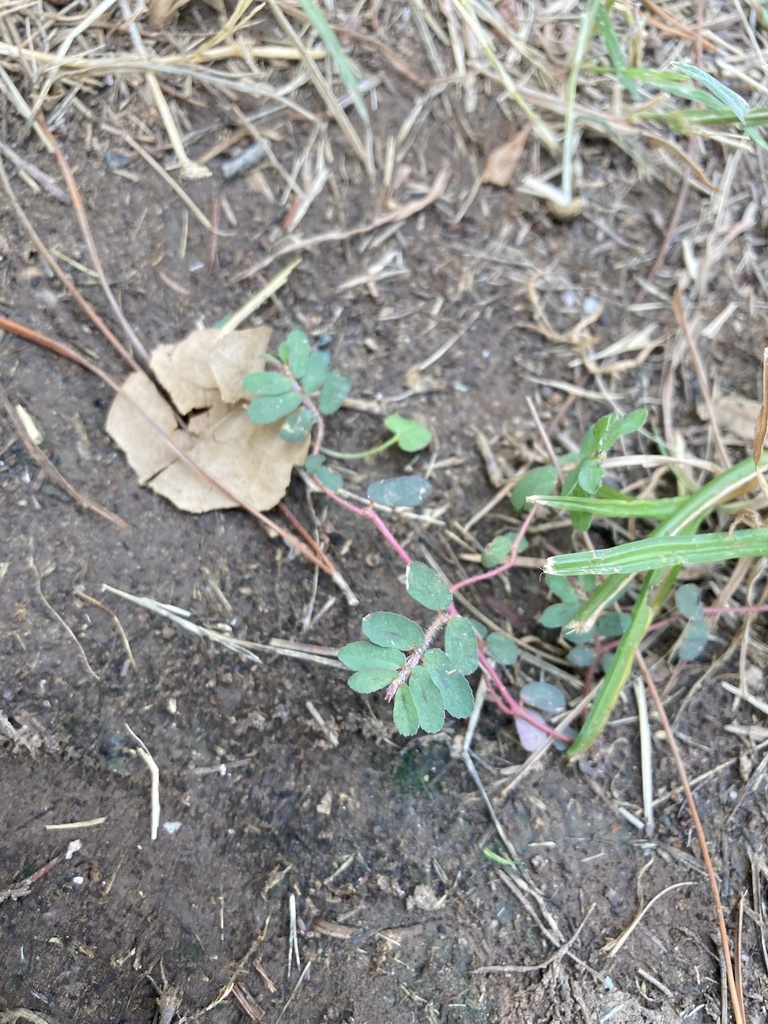 Spotted spurge in September 2022 by Salvador Cabrera · iNaturalist