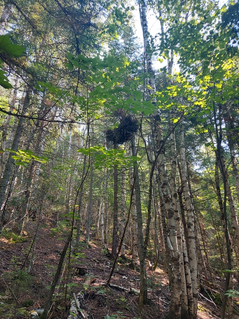 Moniliophthora perniciosa from Mount Carleton Provincial Park on ...