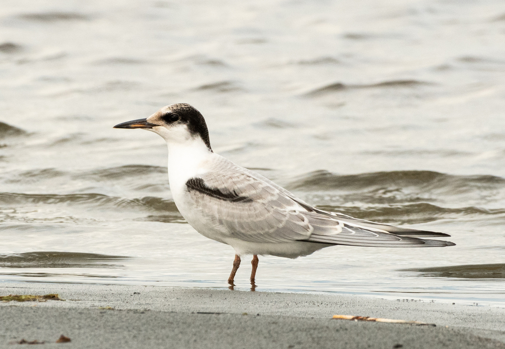 Common Tern from Val-d'Or, QC, Canada on September 11, 2022 at 04:44 PM ...