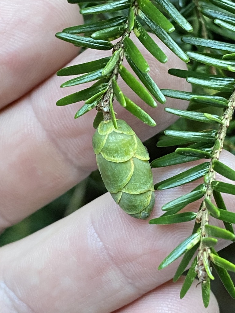 eastern hemlock from Sugarland Valley Accessible Trail, Gr. Smoky Mts ...