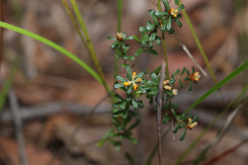 Pultenaea retusa from Lamington, Guanaba-Springbrook, Queensland ...