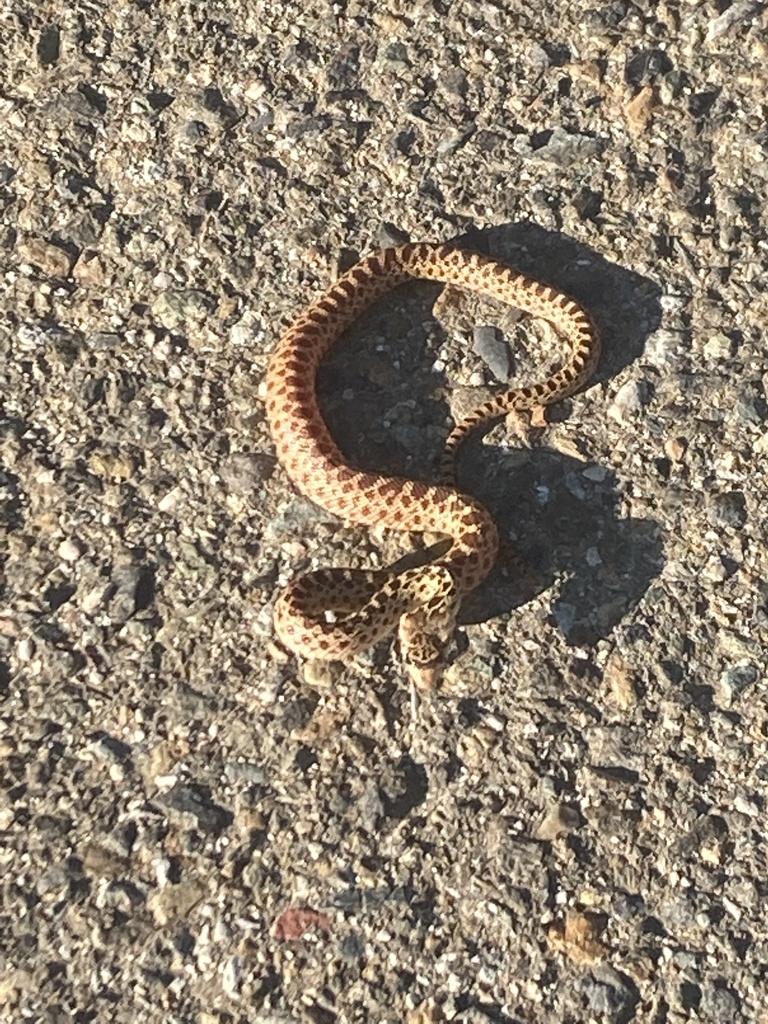 Gopher Snake from Record Range Rd, Redding, CA, US on September 03, 2022 at 08:20 AM by ...