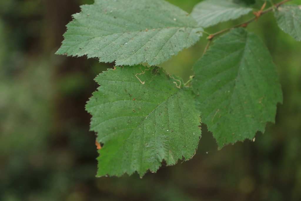 beaked hazelnut from Lane, Oregon, United States on September 11, 2022 ...