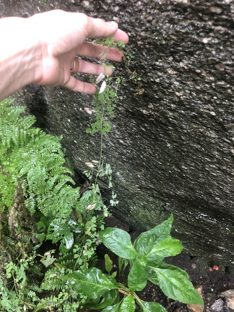 climbing fumitory from Rutherford County, NC, USA on September 11, 2022 ...
