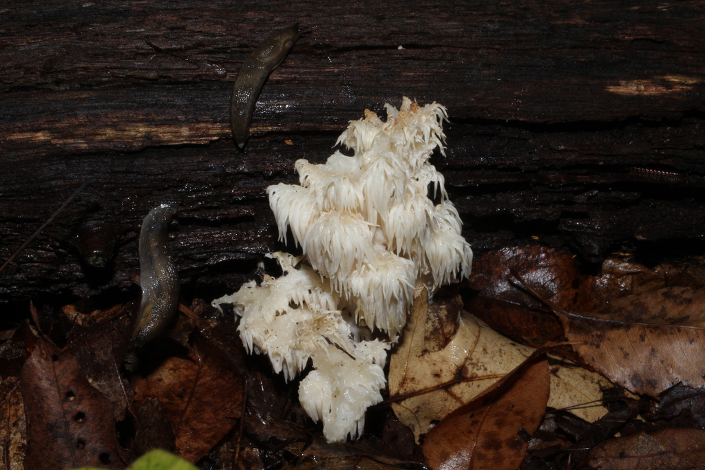 Bear's Head Tooth from Portage County, OH, USA on September 11, 2022 at ...