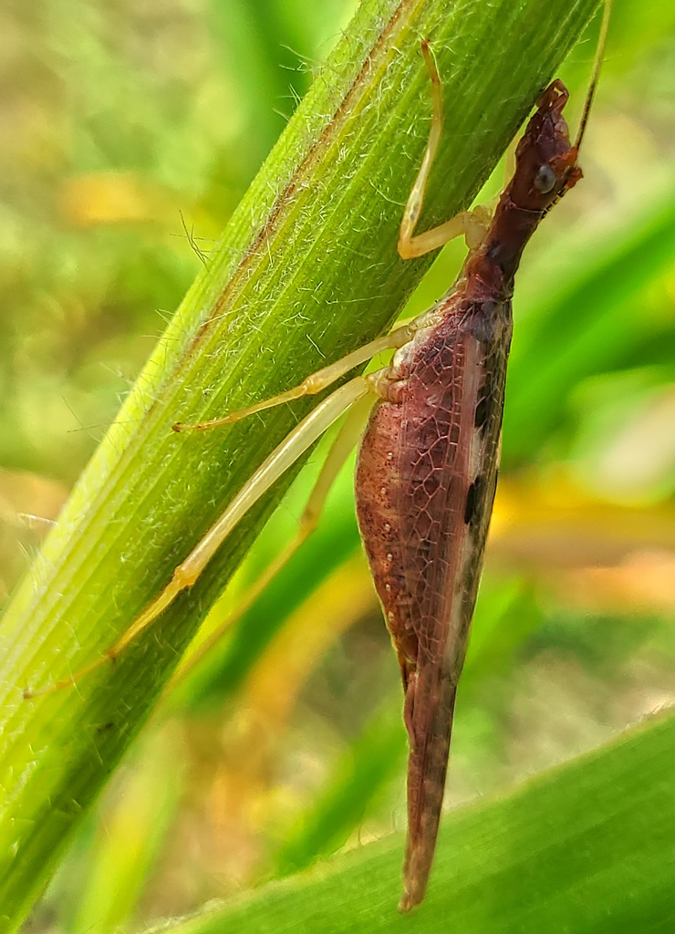 Two-spotted Tree Cricket from Middlesex County, ON, Canada on September ...