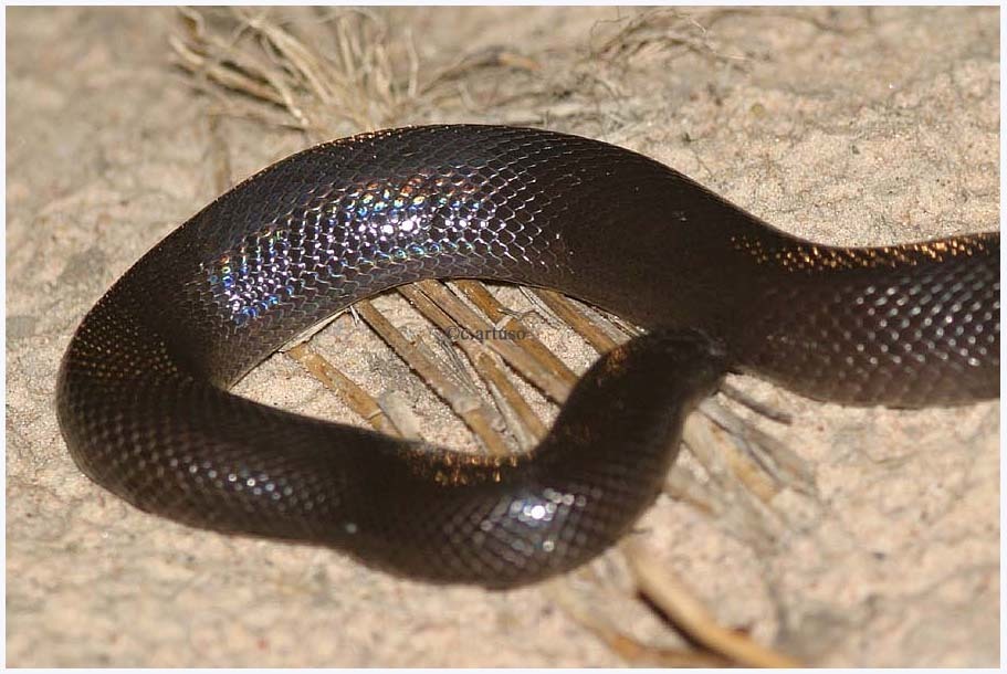 Watson’s Burrowing Asp from Waza NP