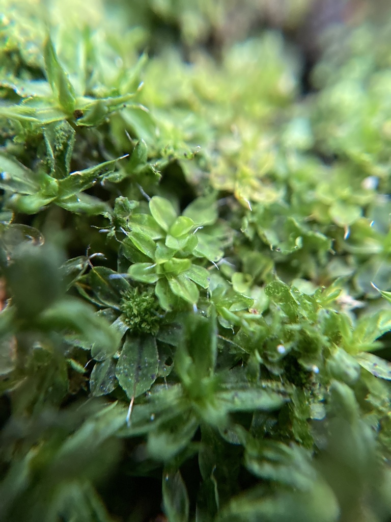 Syntrichia from Mark Oliphant Conservation Park, Heathfield, SA, AU on ...