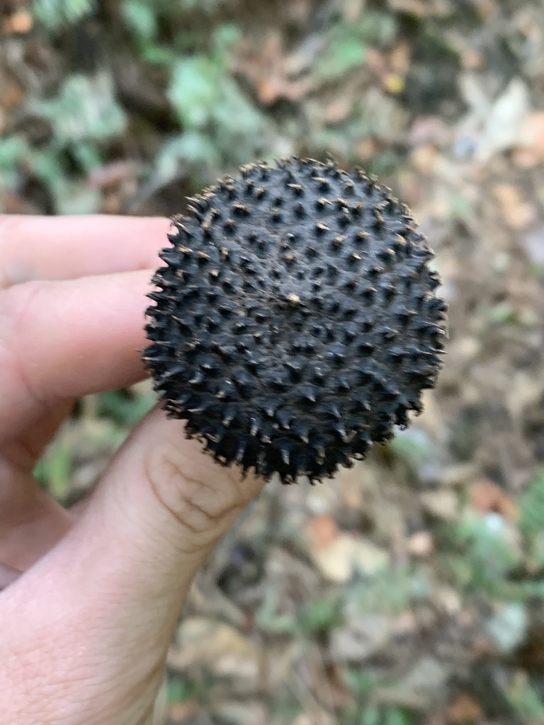 Monkey's comb from Tambopata, PE-MD, PE on September 06, 2022 at 10:39 ...