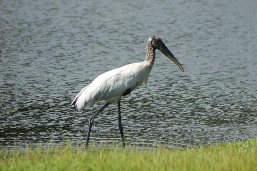 Wood Stork from Garden City, SC, USA on September 10, 2022 by CoyoteFan ...