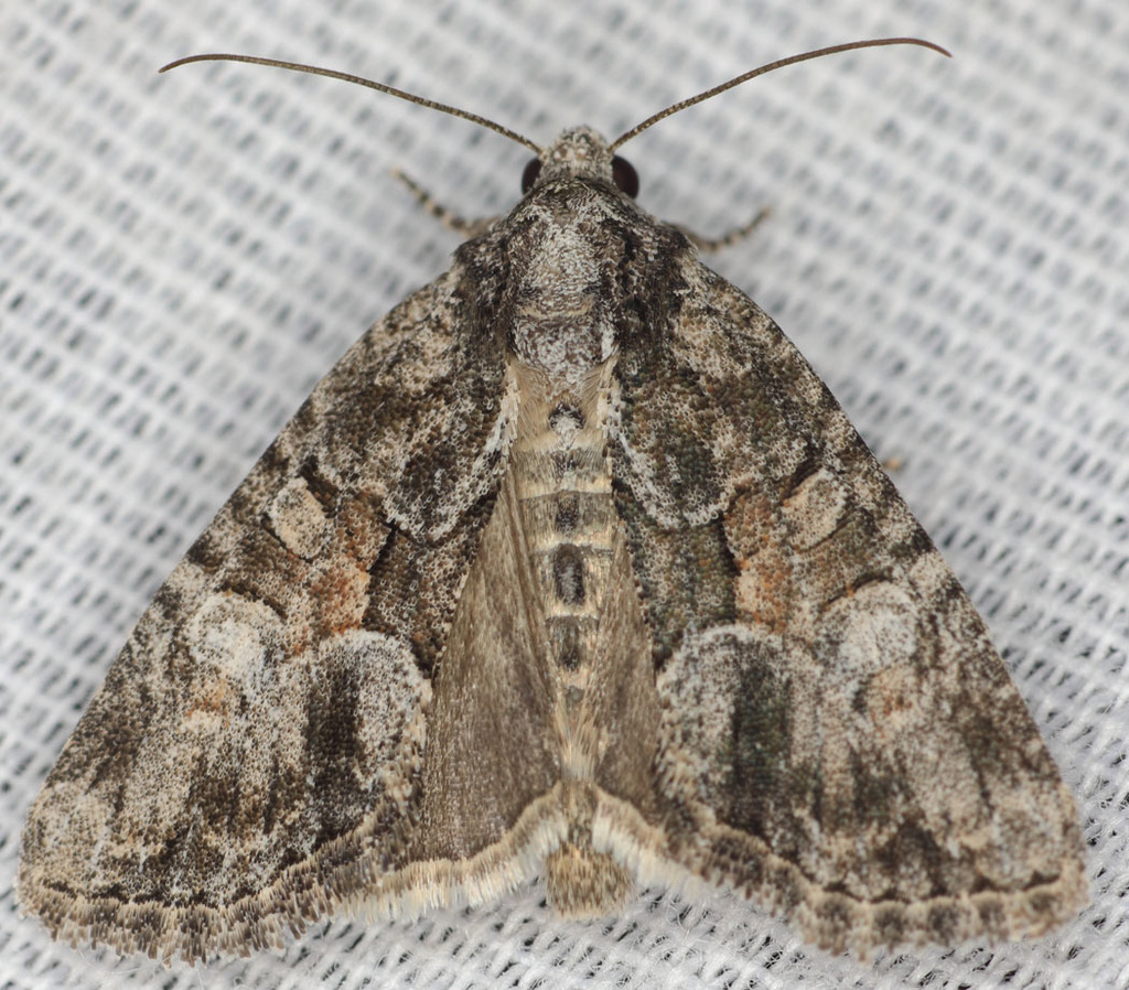 Neoligia invenusta from Mono, California, United States on July 28 ...